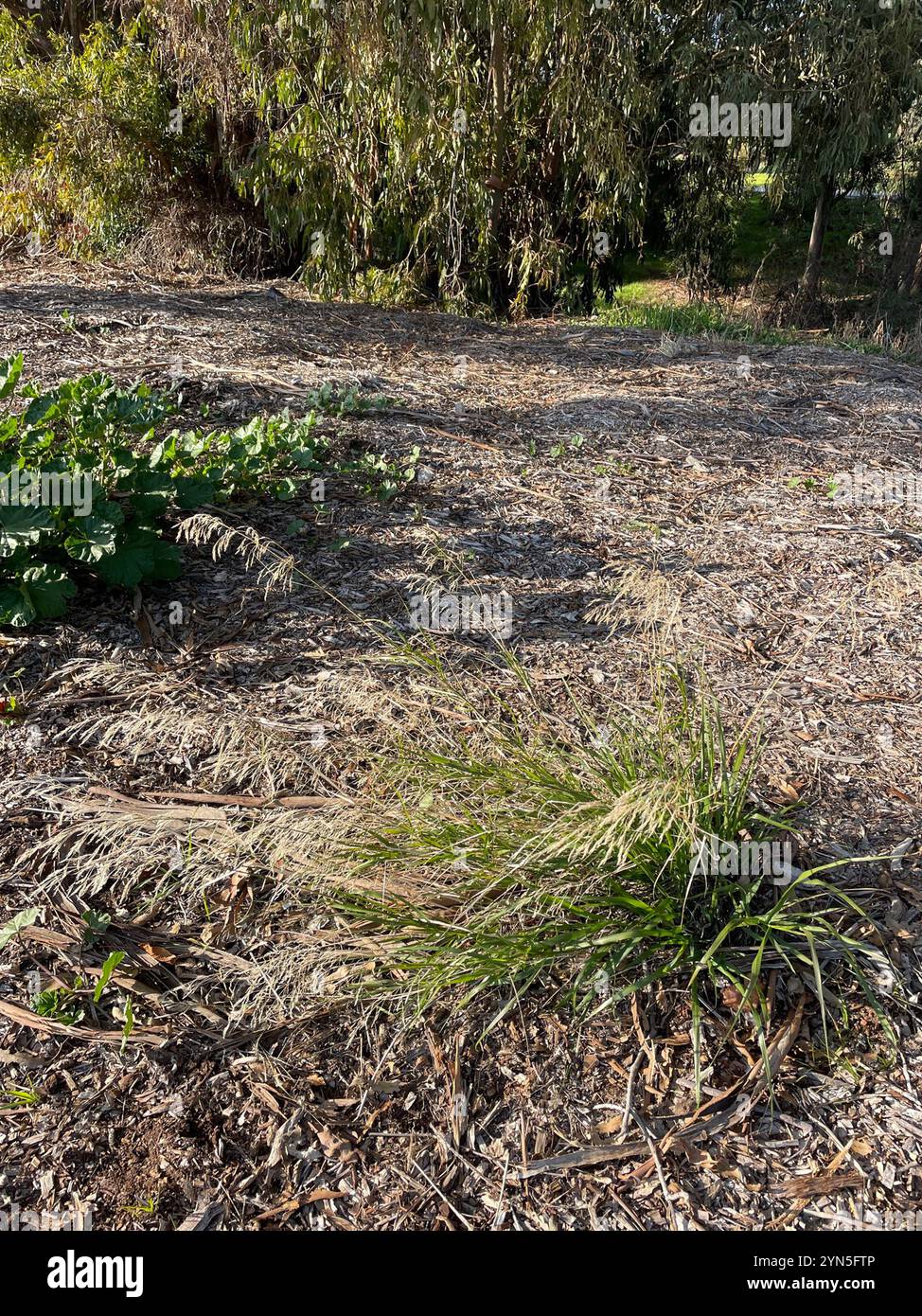 Smilo Grass (Oloptum miliaceum Stock Photo - Alamy