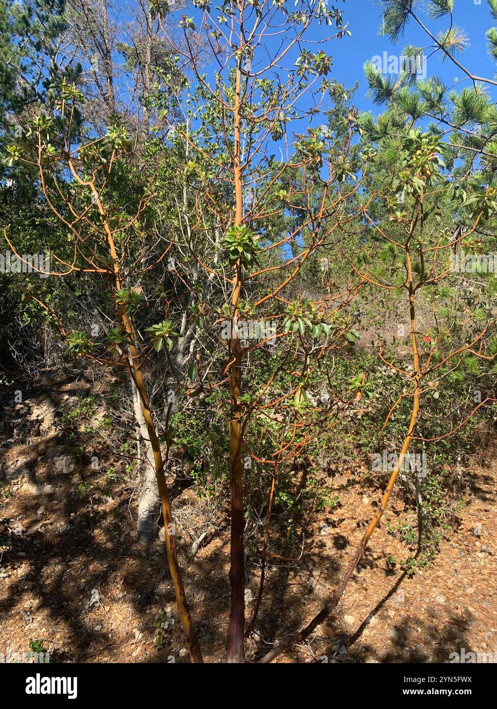 Pacific madrone (Arbutus menziesii Stock Photo - Alamy