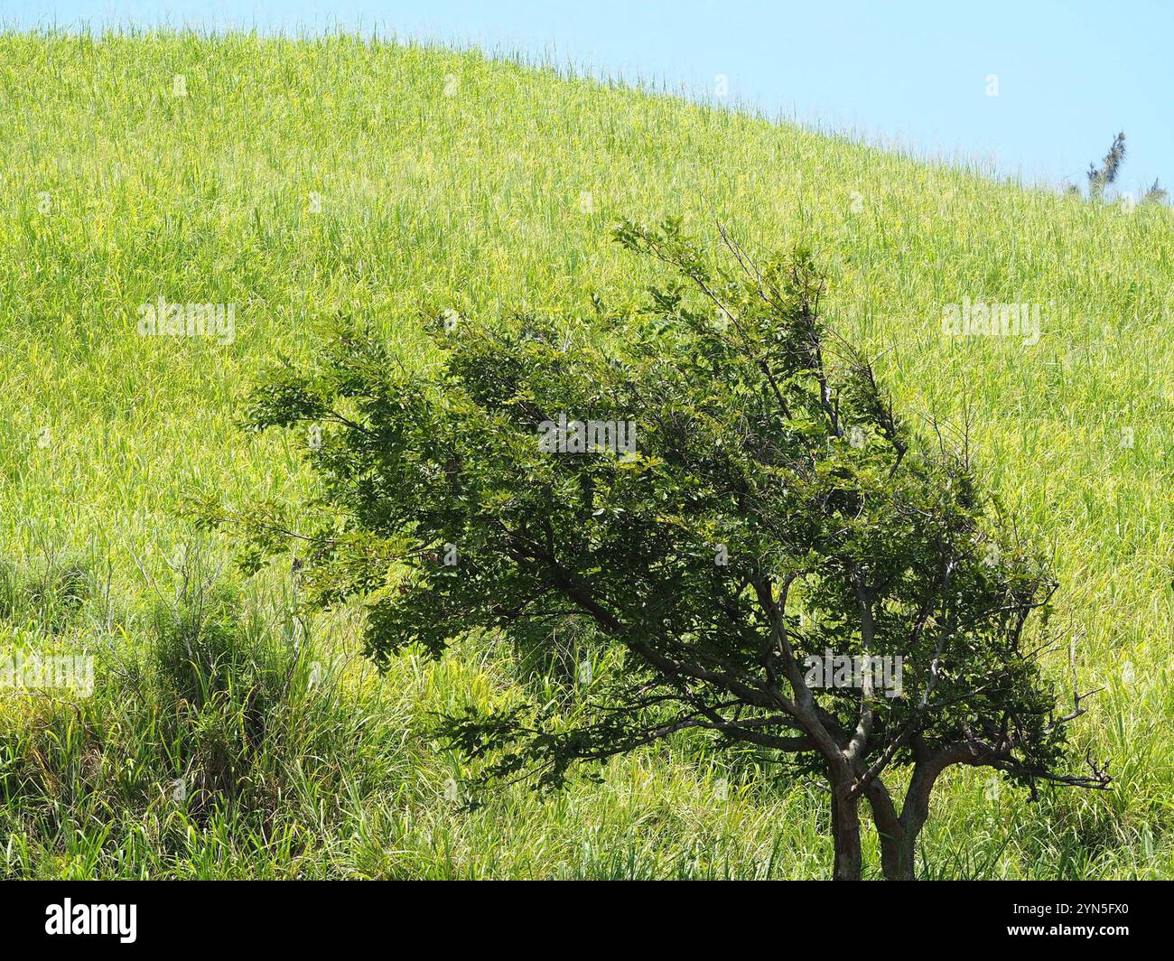Chinese Hackberry (Celtis sinensis Stock Photo - Alamy