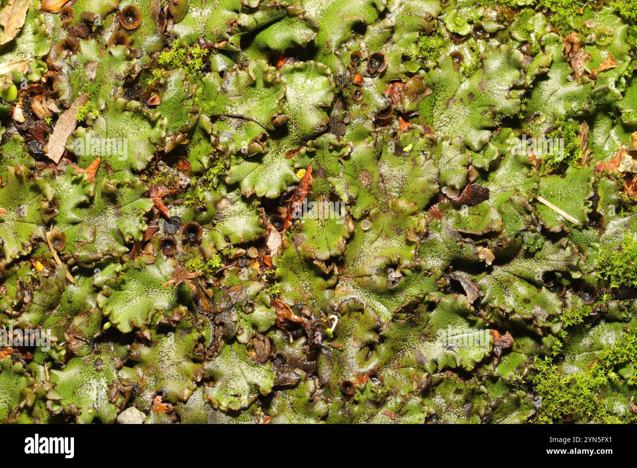 (Marchantia polymorpha ruderalis Stock Photo - Alamy