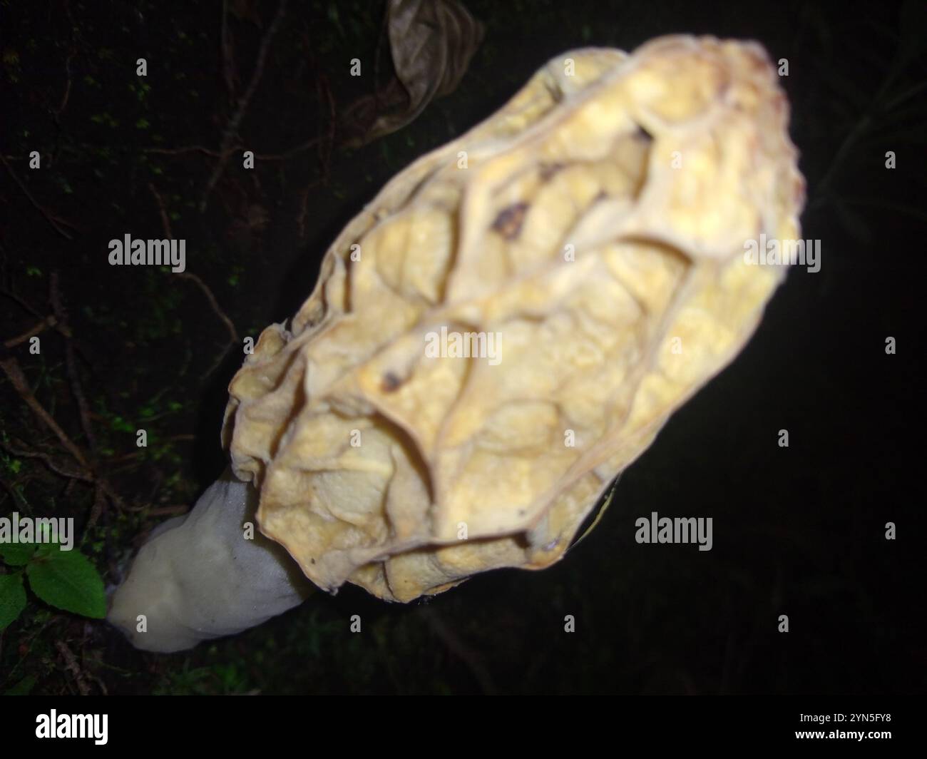 true morels (Morchella Stock Photo - Alamy