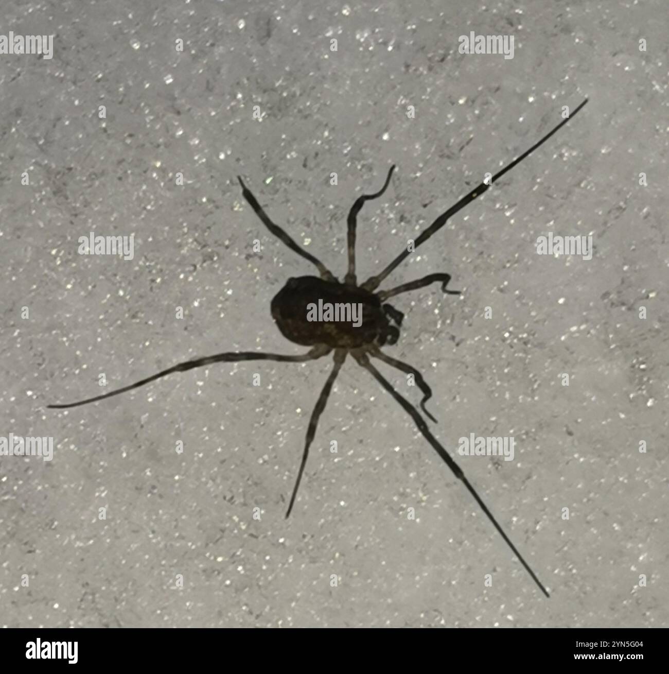 Spring Harvestman (Rilaena triangularis Stock Photo - Alamy