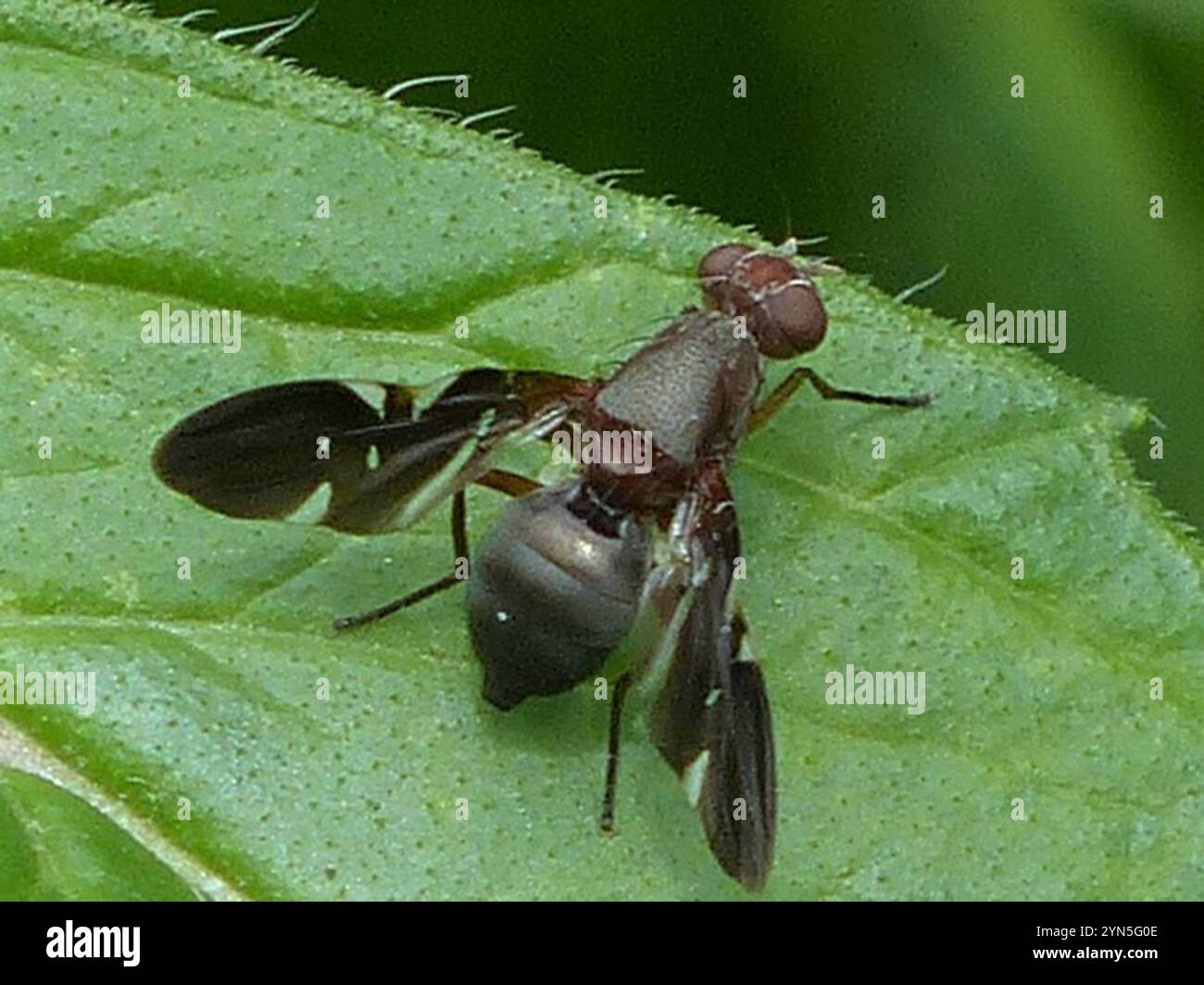 Common Picture-winged Fly (Delphinia picta Stock Photo - Alamy
