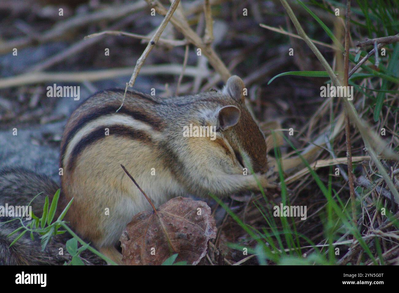 Eastern Chipmunk (Tamias striatus Stock Photo - Alamy