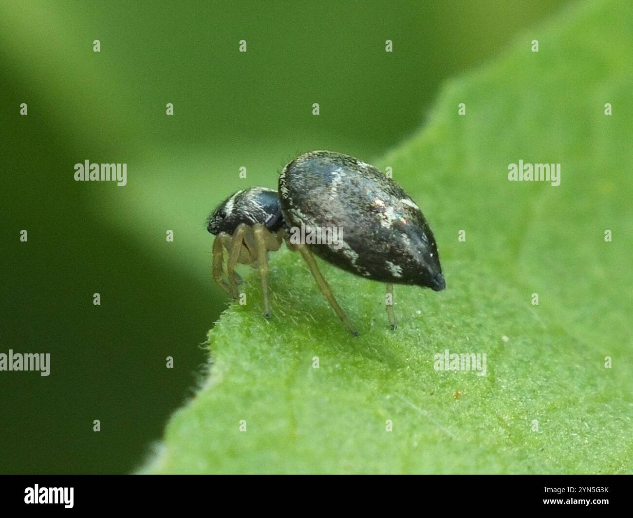 Copper sun jumper hi-res stock photography and images - Alamy
