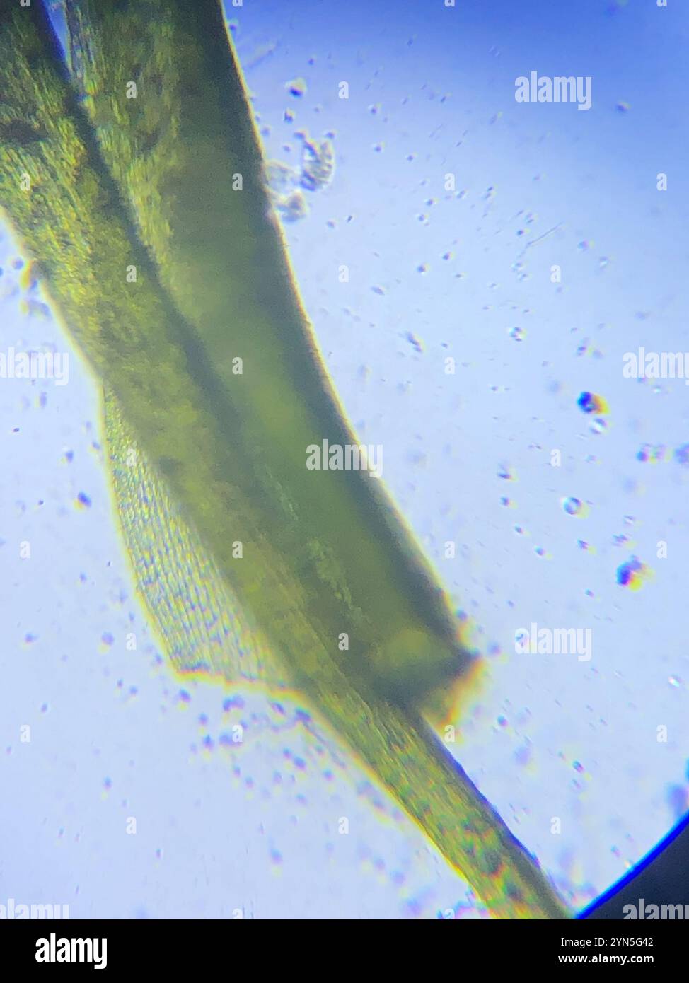 Ditrichum hi-res stock photography and images - Alamy