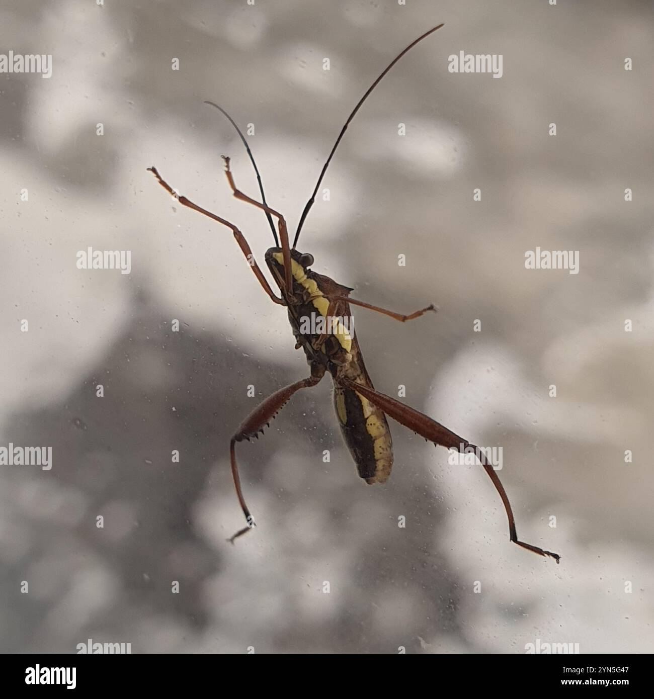 Riptortus hi-res stock photography and images - Alamy