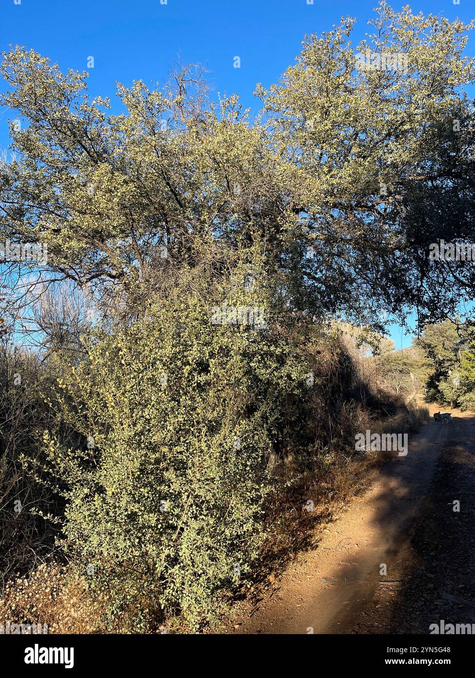 Arizona white oak (Quercus arizonica Stock Photo - Alamy