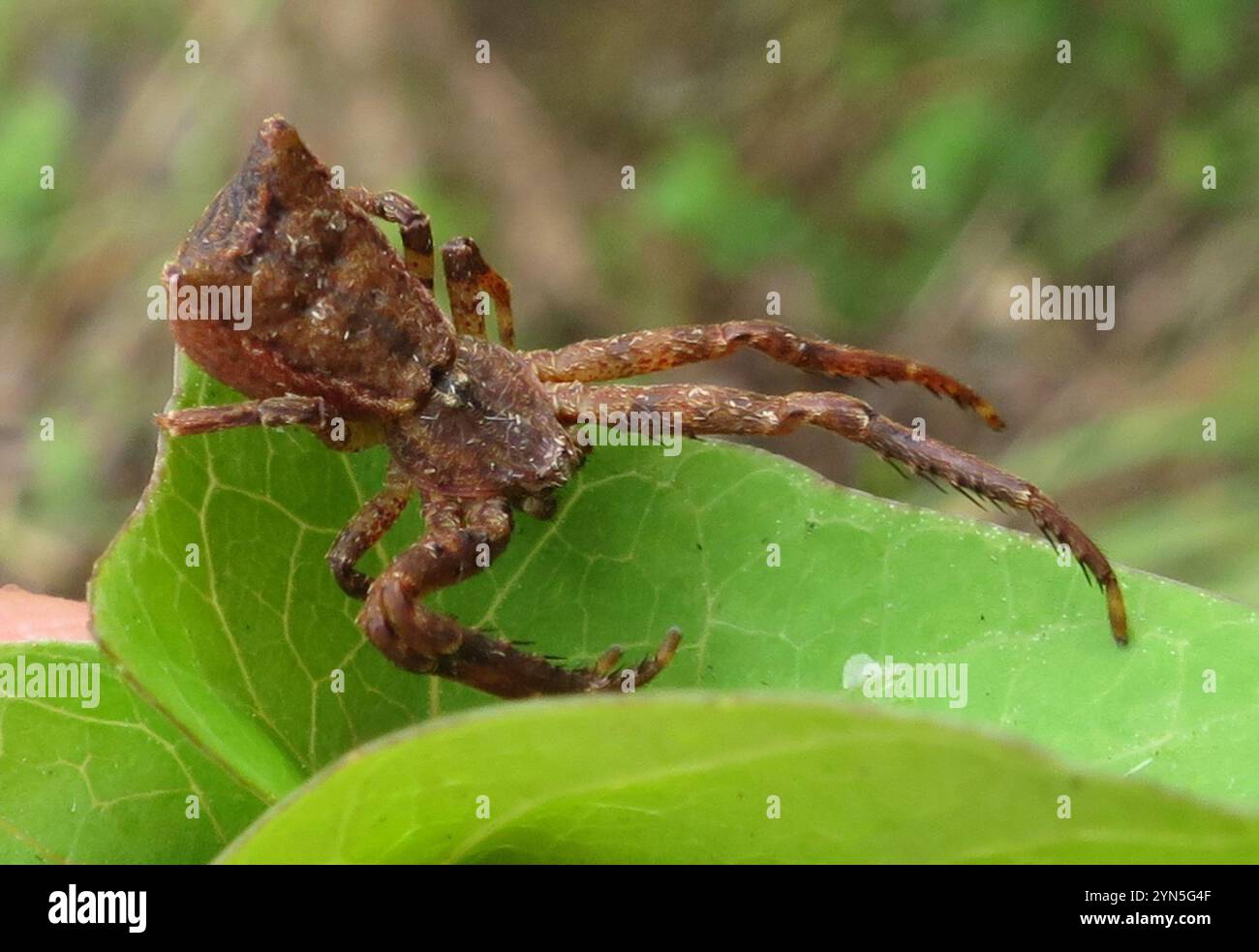 Square-ended Crab Spider (Sidymella angularis Stock Photo - Alamy