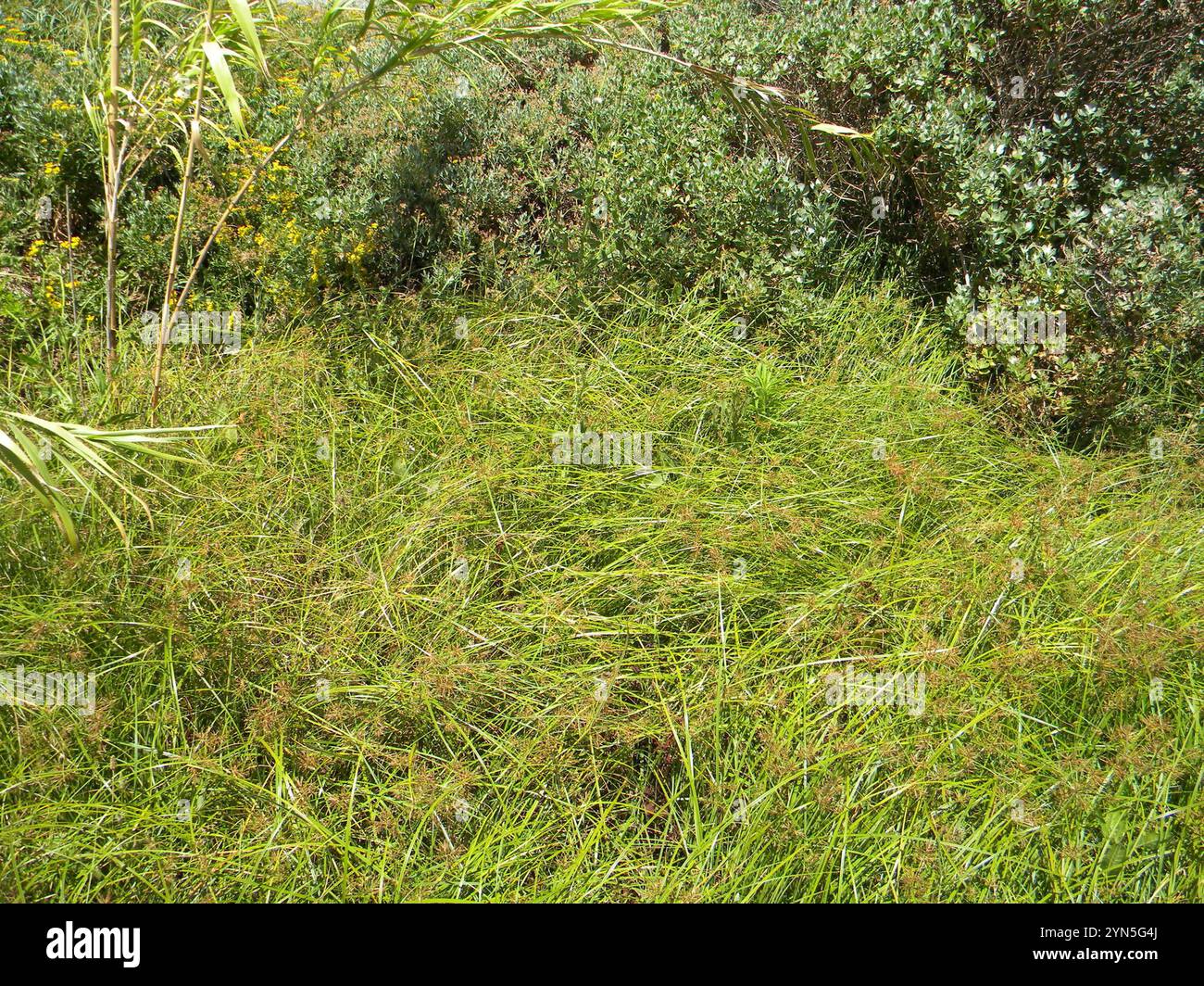 Sweet Cyperus (Cyperus longus tenuiflorus Stock Photo - Alamy