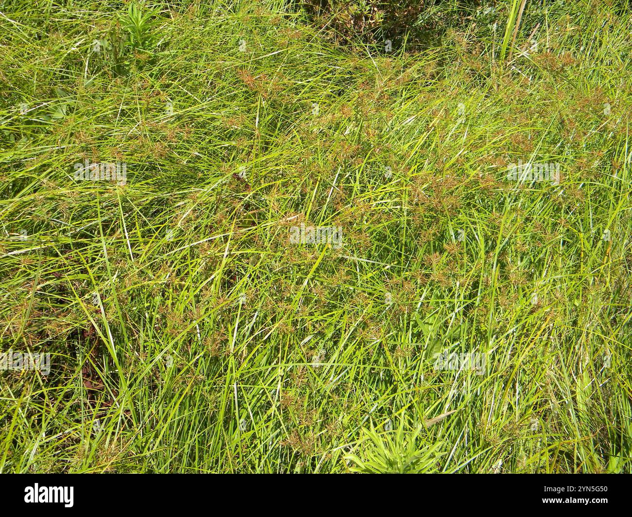Sweet Cyperus (Cyperus longus tenuiflorus Stock Photo - Alamy