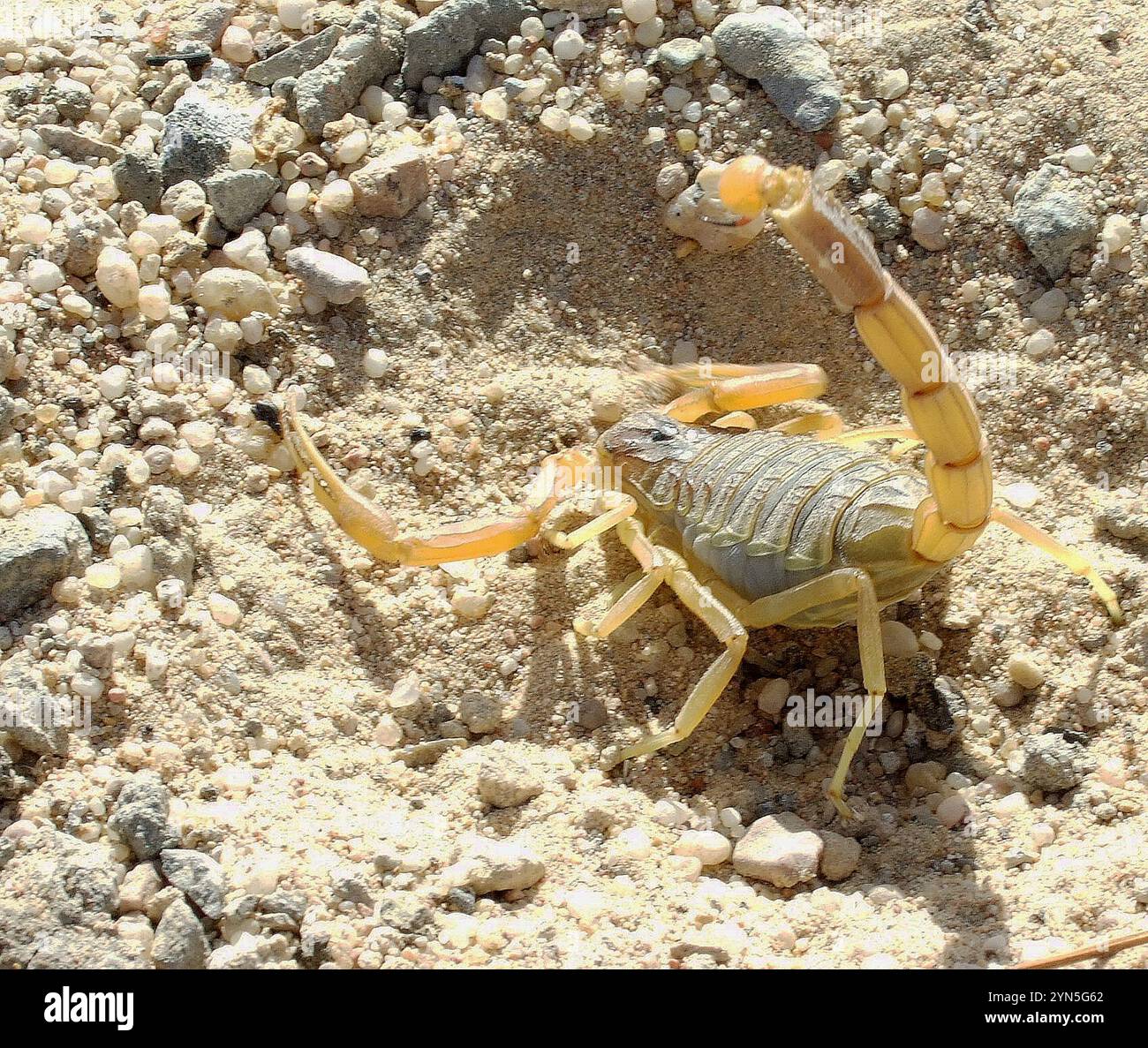 Deathstalker (Leiurus quinquestriatus Stock Photo - Alamy