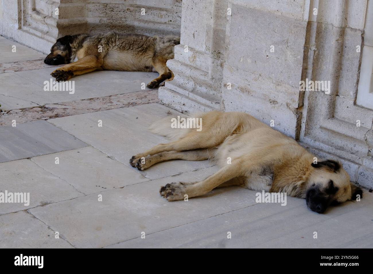Stray dogs, sleeping in the cool of Suleymaniye Mosque, Istanbul ...