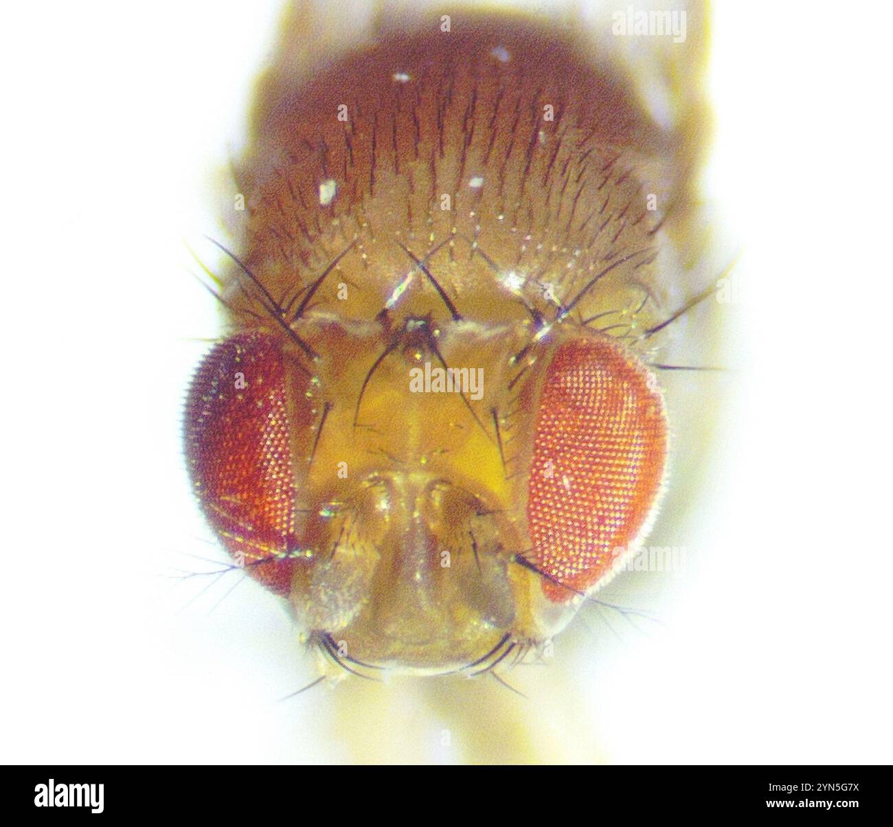 Small Fruit Flies (Drosophila Stock Photo - Alamy