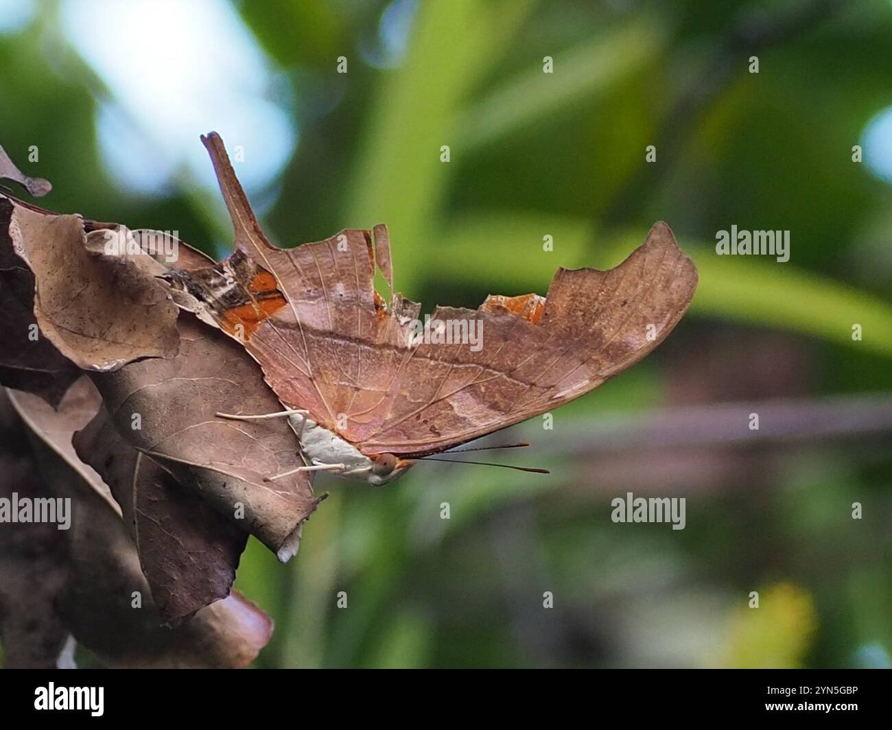 Ruddy Daggerwing (Marpesia petreus Stock Photo - Alamy