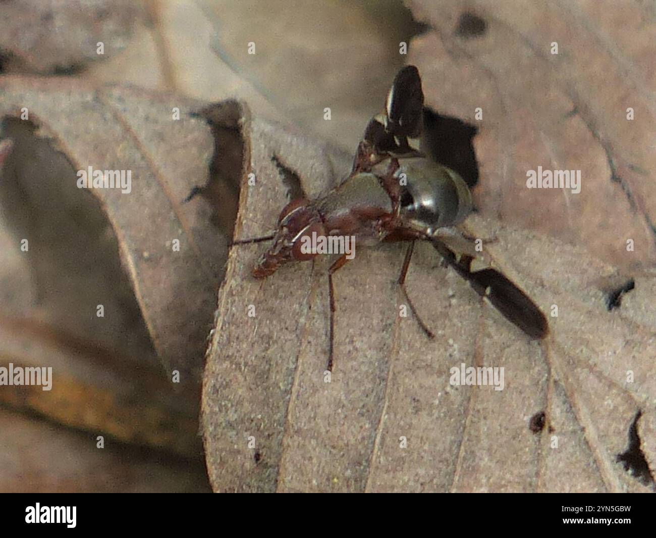 Common Picture-winged Fly (Delphinia picta Stock Photo - Alamy