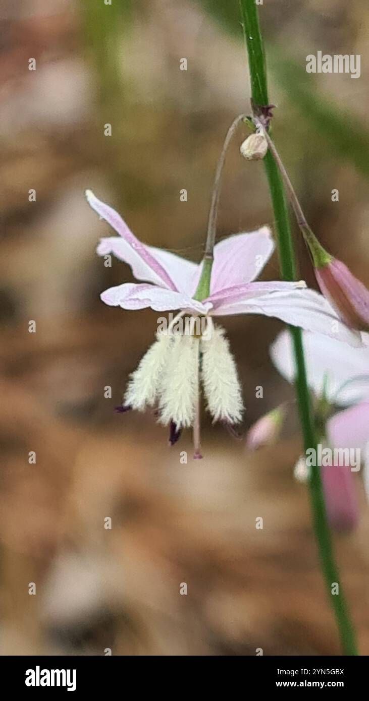 Arthropodium milleflorum hi-res stock photography and images - Alamy