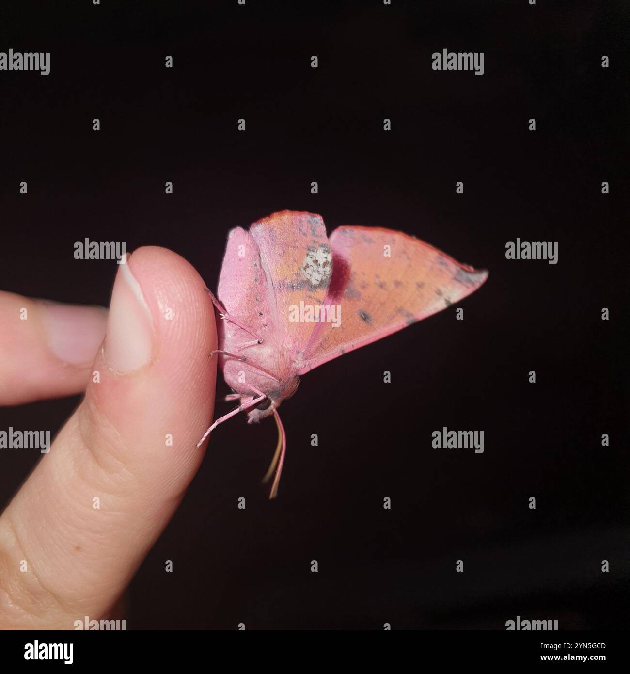 Pink bellied moth hi-res stock photography and images - Alamy