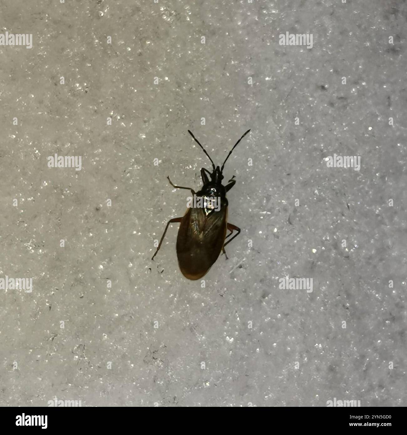 Spruce Cone Bug (Gastrodes abietum Stock Photo - Alamy