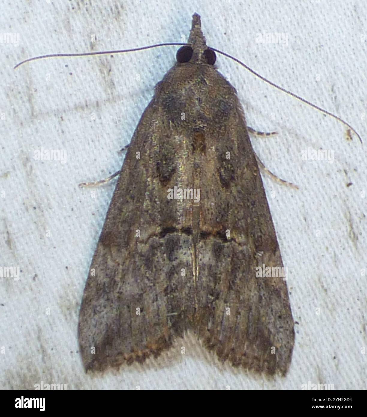 Green Cloverworm Moth (Hypena scabra Stock Photo - Alamy