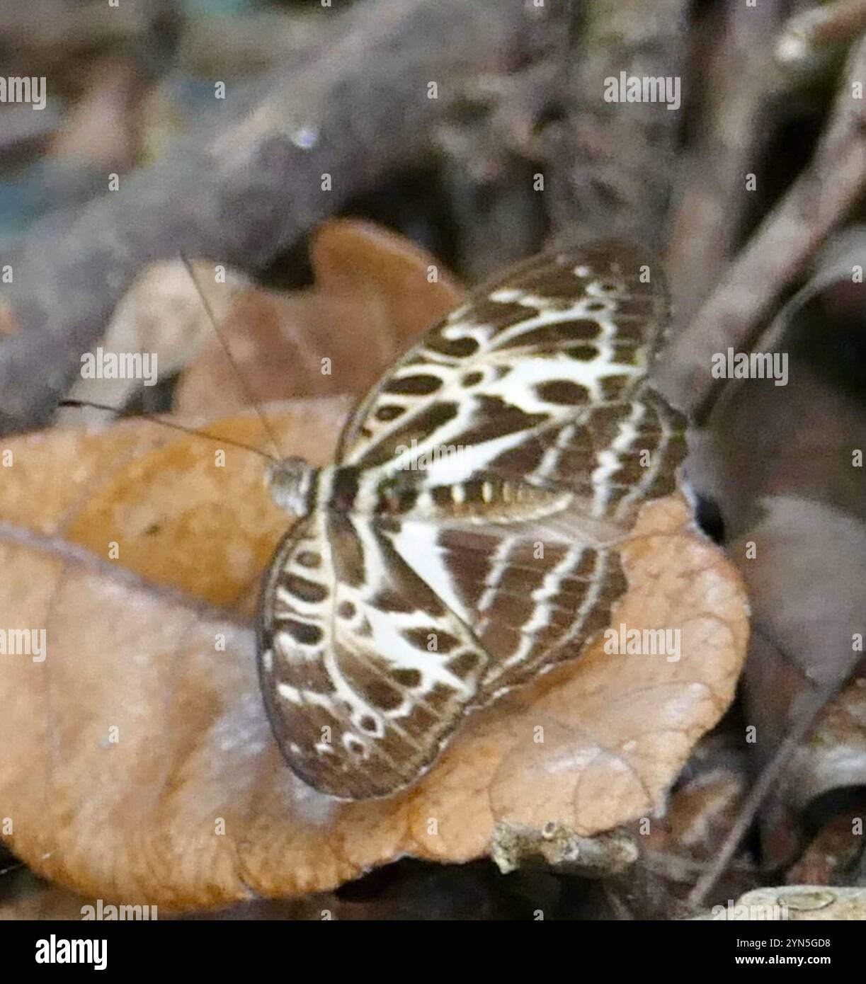 Evena hi-res stock photography and images - Alamy