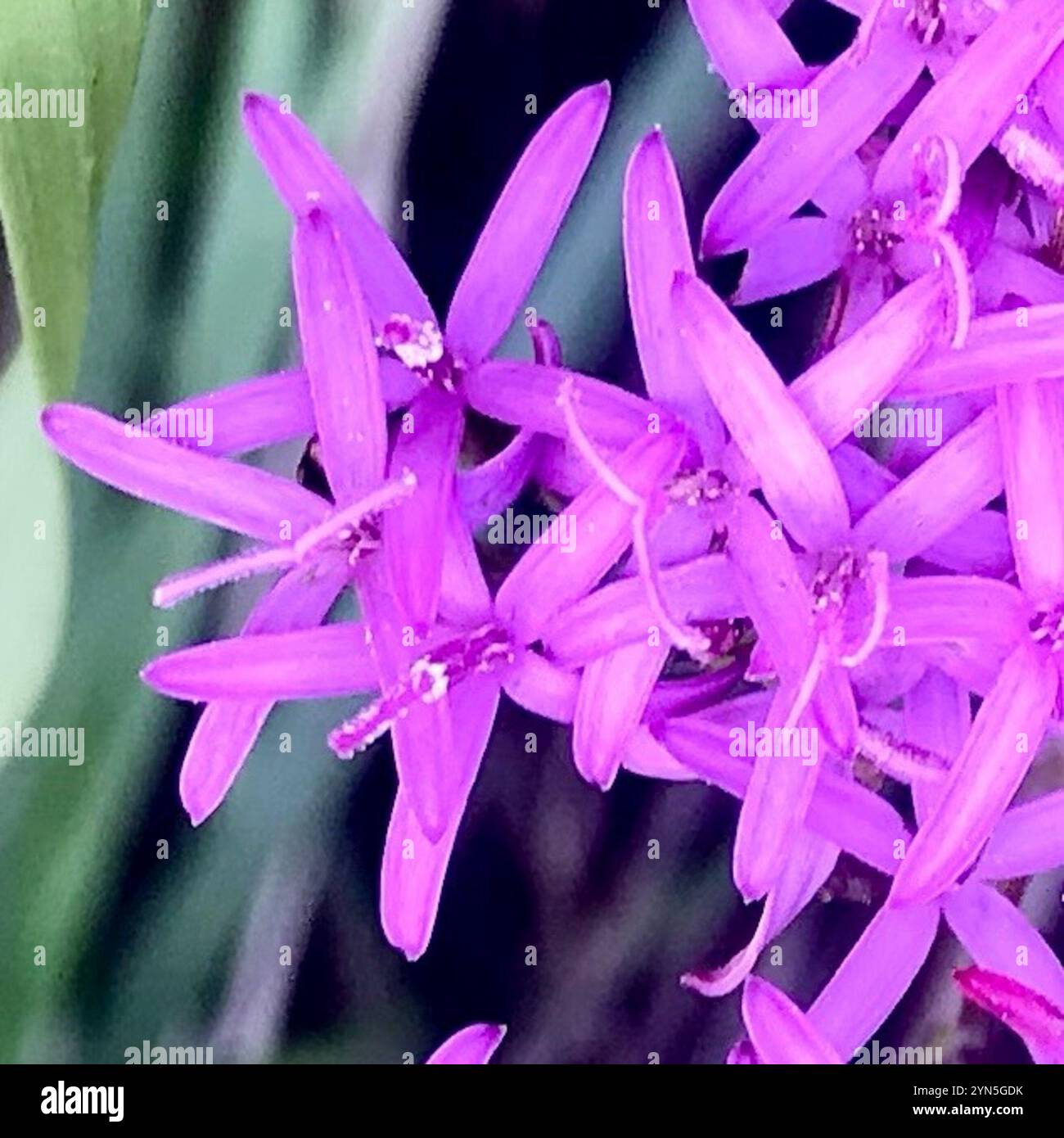 Rough Plampers (Corymbium africanum Stock Photo - Alamy