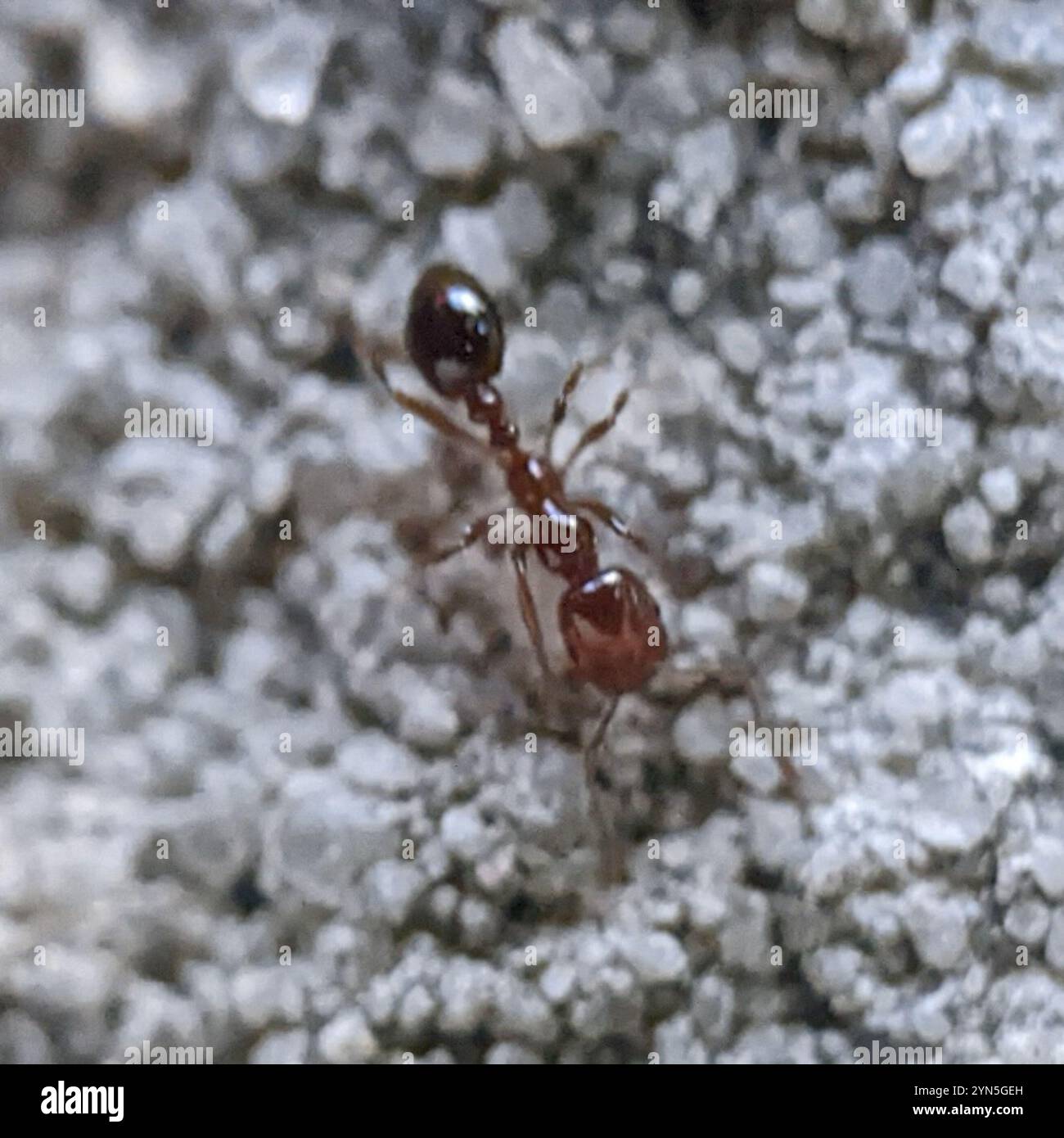 Red Imported Fire Ant (Solenopsis invicta Stock Photo - Alamy