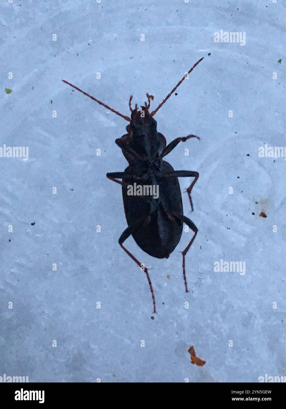 European Gazelle Beetle (Nebria brevicollis Stock Photo - Alamy