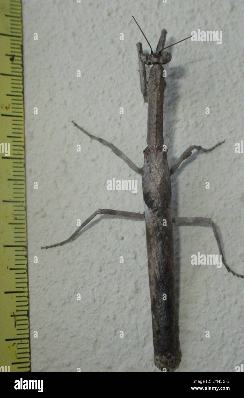 African stick mantis hi-res stock photography and images - Alamy