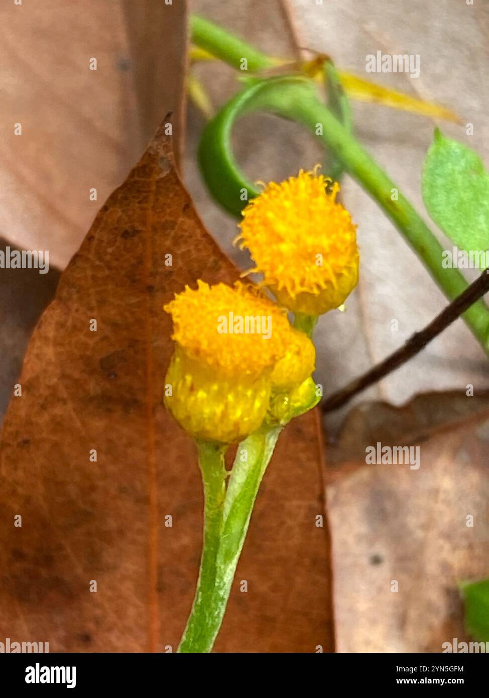 Common Everlasting (Chrysocephalum apiculatum Stock Photo - Alamy