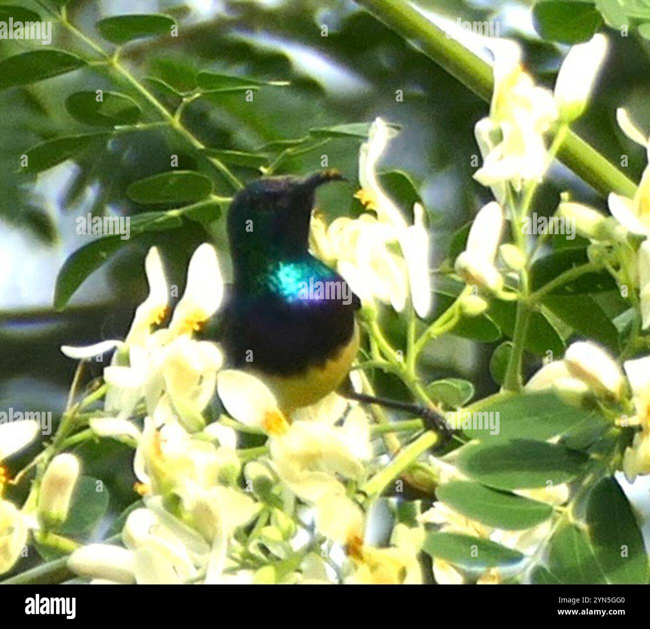 Variable Sunbird (Cinnyris venustus Stock Photo - Alamy