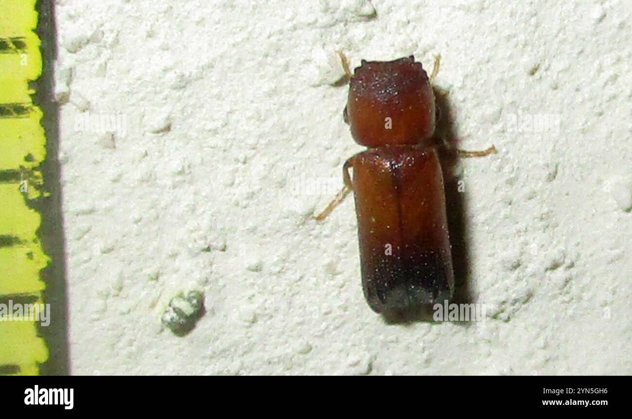 Auger Beetles (Bostrichidae Stock Photo - Alamy