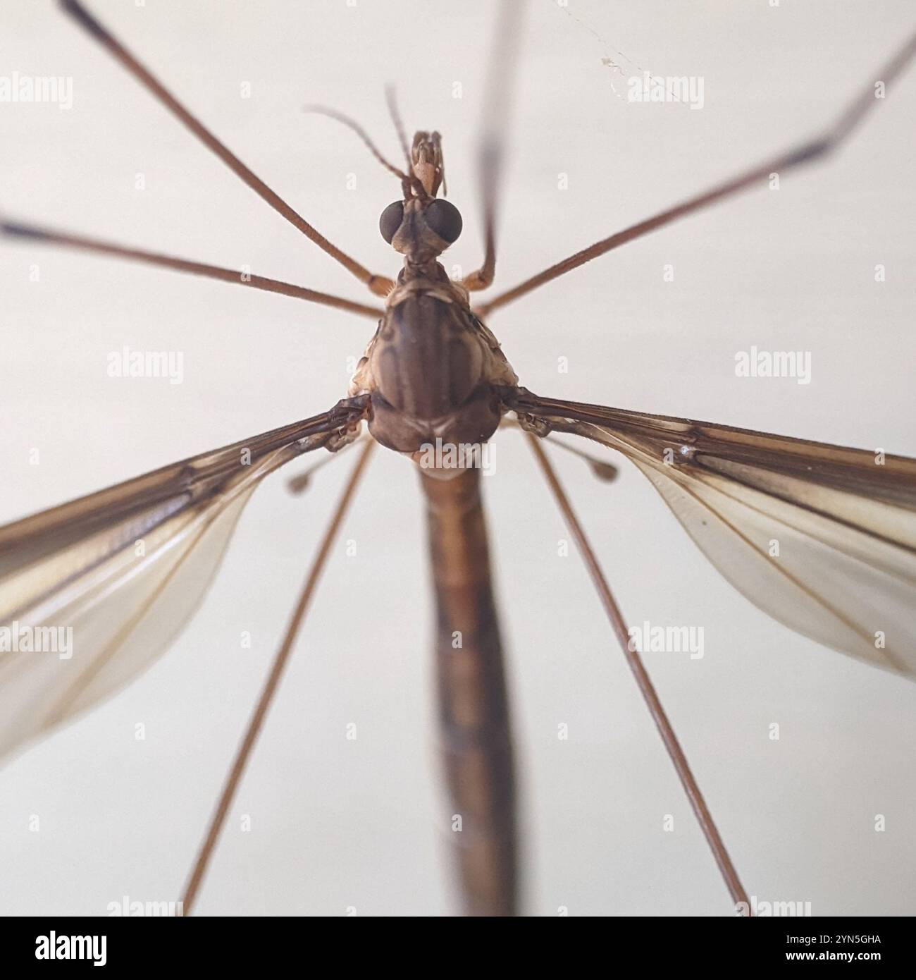 Common Crane Flies (Tipula Stock Photo - Alamy