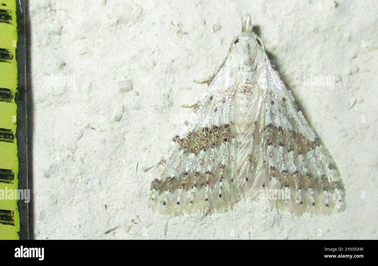 Many-plumed Moths (Alucitidae Stock Photo - Alamy