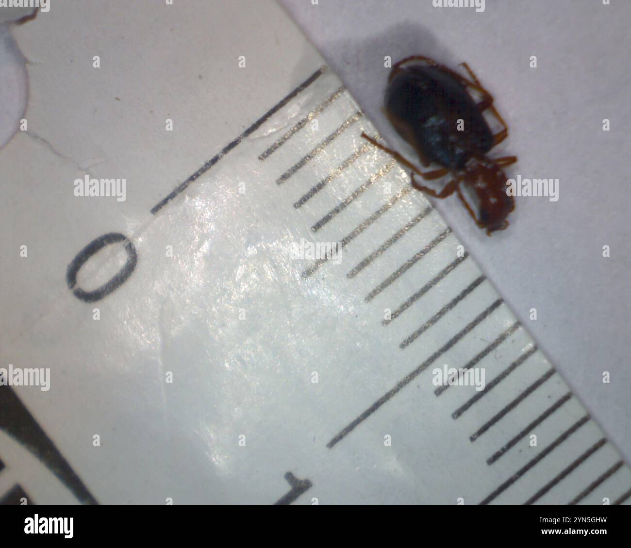 Brachinus sclopeta hi-res stock photography and images - Alamy