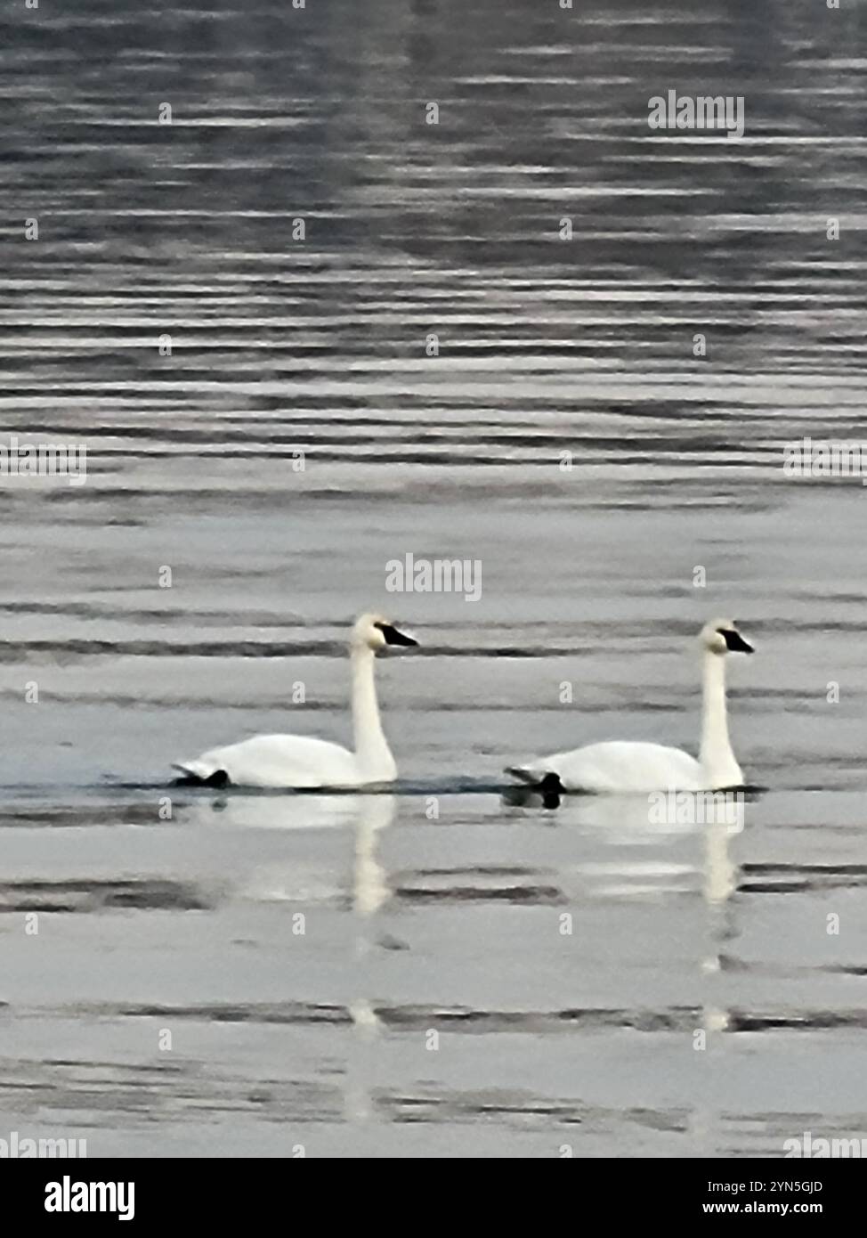 Tundra Swan (Cygnus columbianus Stock Photo - Alamy