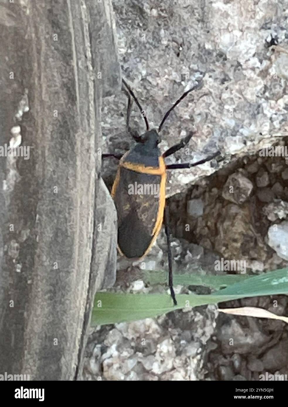 California Bordered Plant Bug (Largus californicus Stock Photo - Alamy