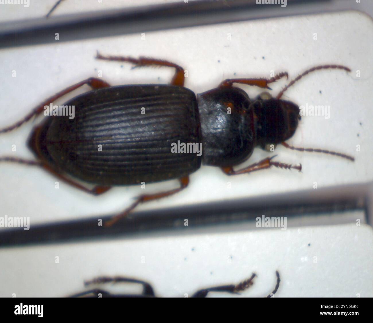 Strawberry Seed Beetle (Harpalus rufipes Stock Photo - Alamy