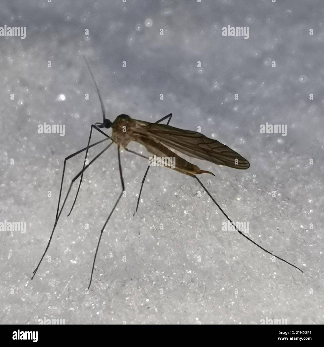 Trichocera hi-res stock photography and images - Alamy