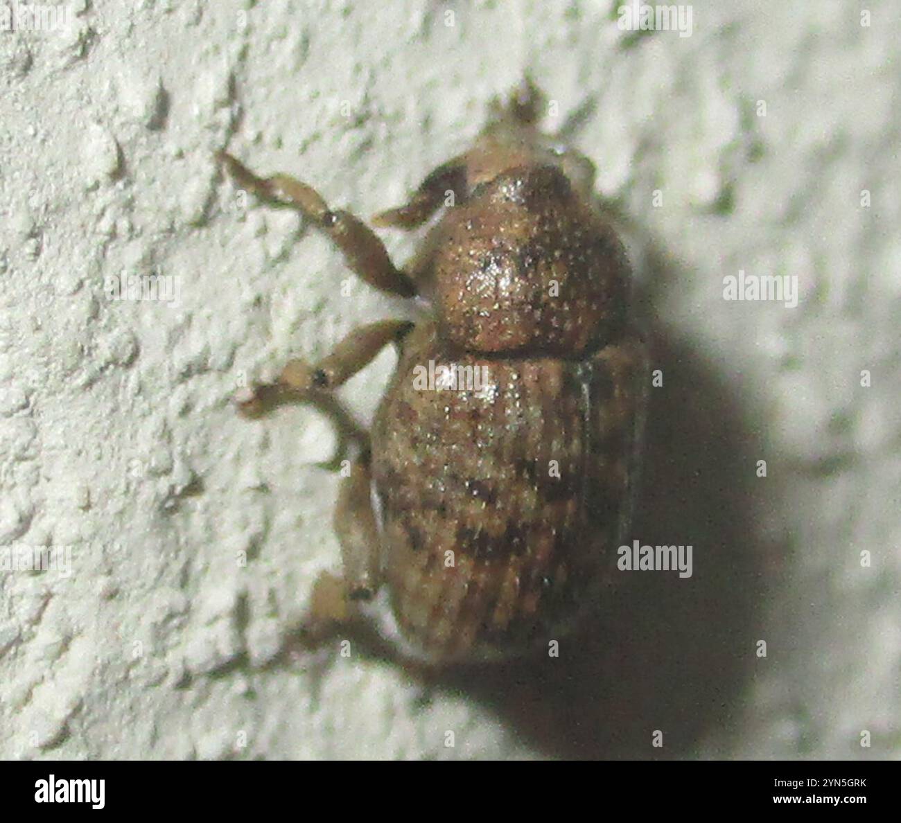 True Weevils (Curculionidae Stock Photo - Alamy