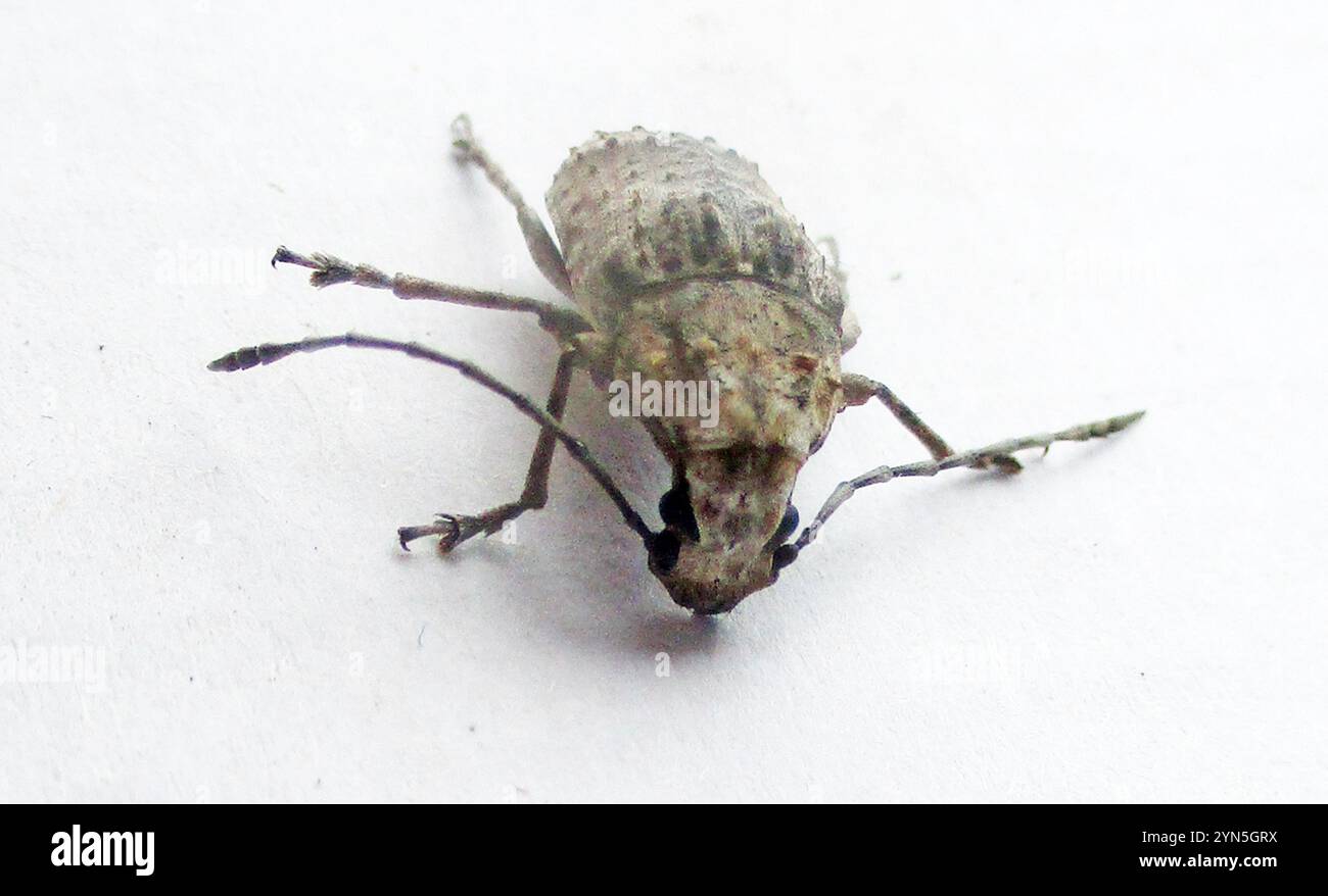 Fungus Weevils (Anthribidae Stock Photo - Alamy