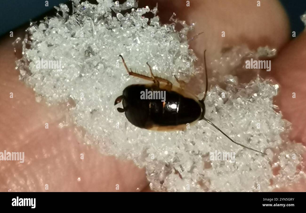 Forest Cockroach (Ectobius sylvestris Stock Photo - Alamy