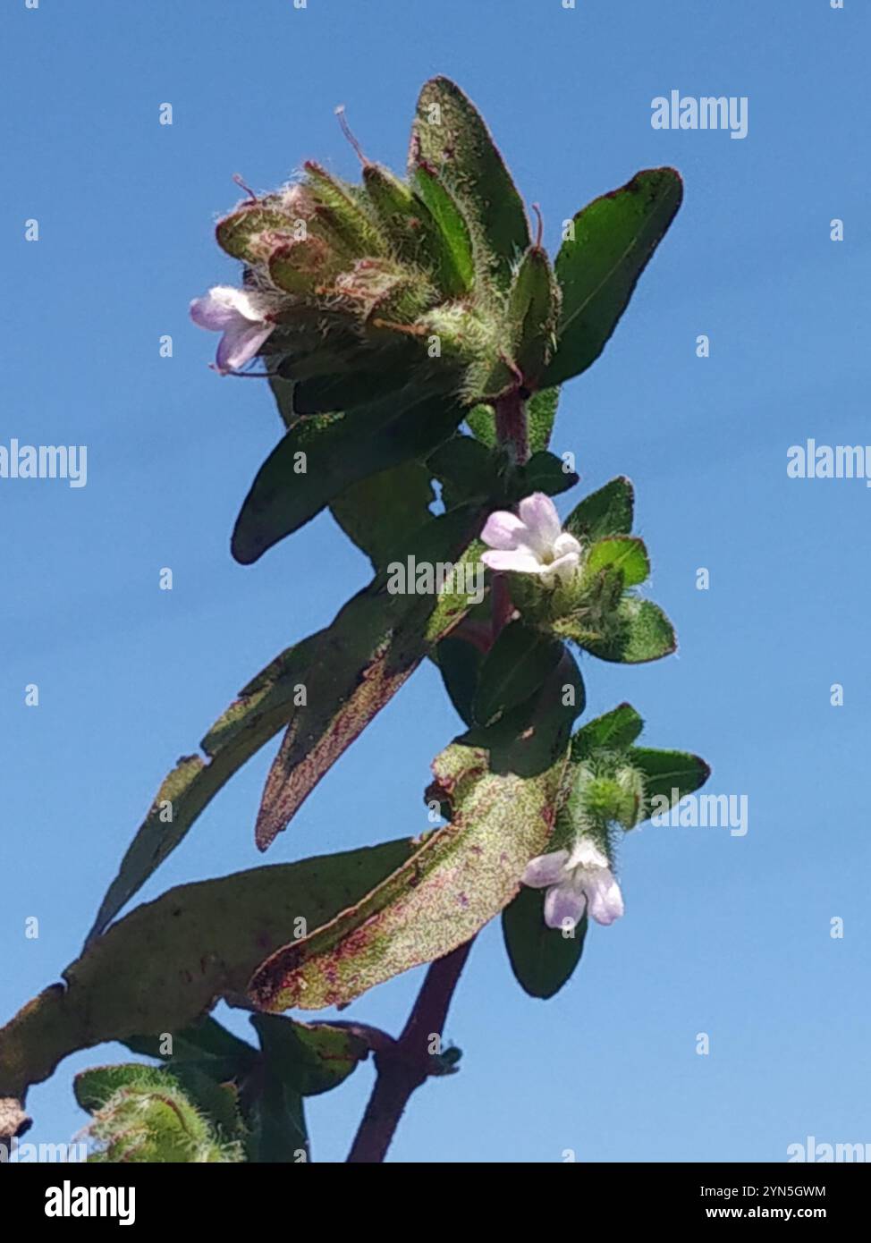 Indian Swampweed (Hygrophila polysperma Stock Photo - Alamy