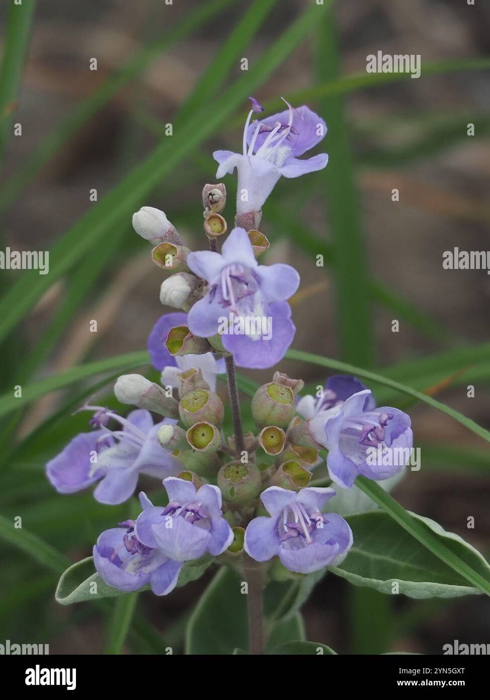Beach Vitex (Vitex rotundifolia Stock Photo - Alamy