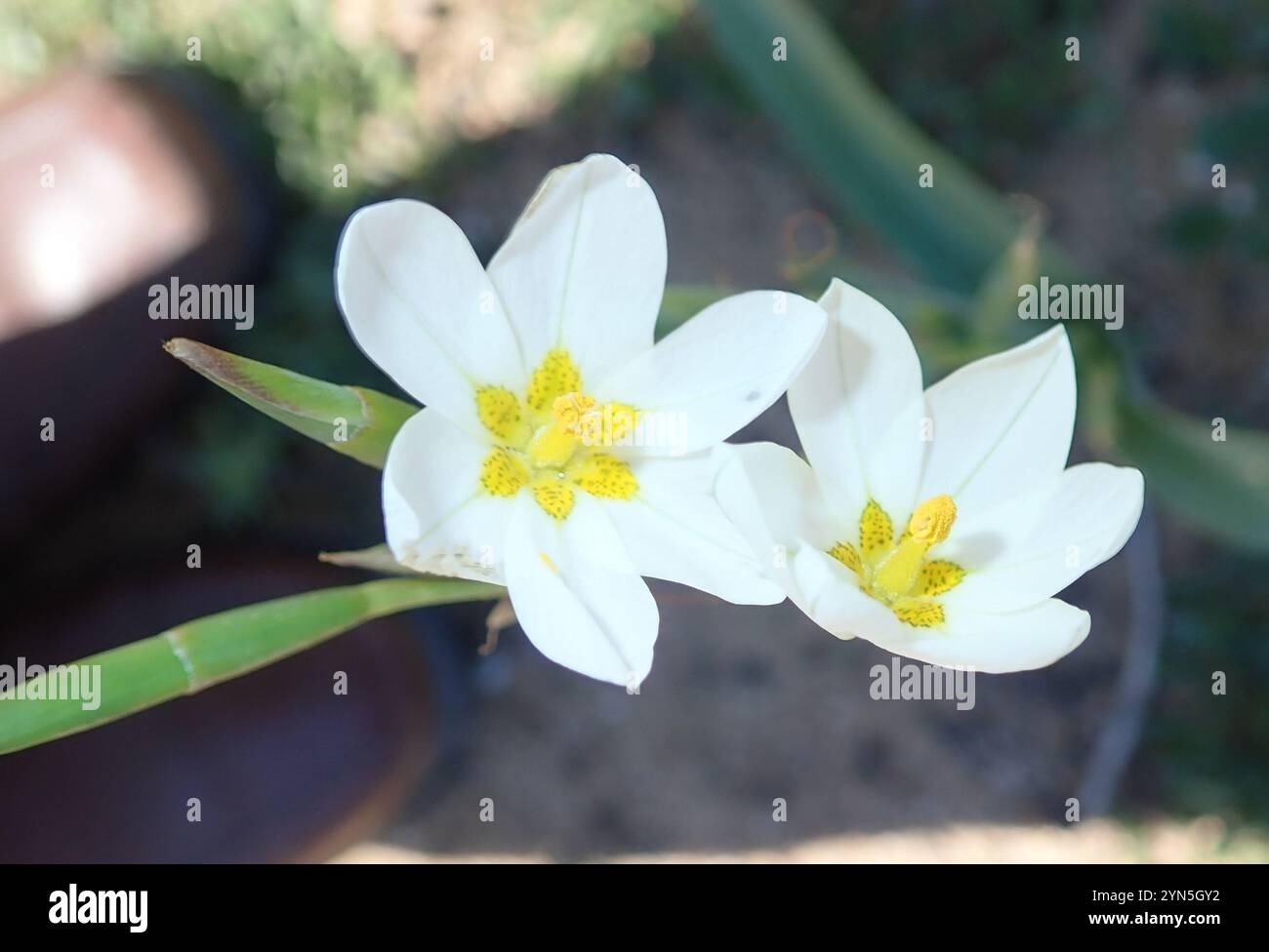Two-leaved Cape tulip (Moraea miniata Stock Photo - Alamy