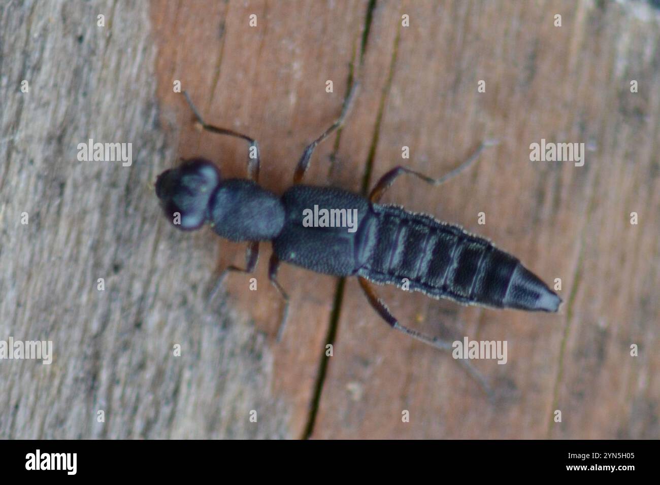 Clavicornis hi-res stock photography and images - Alamy