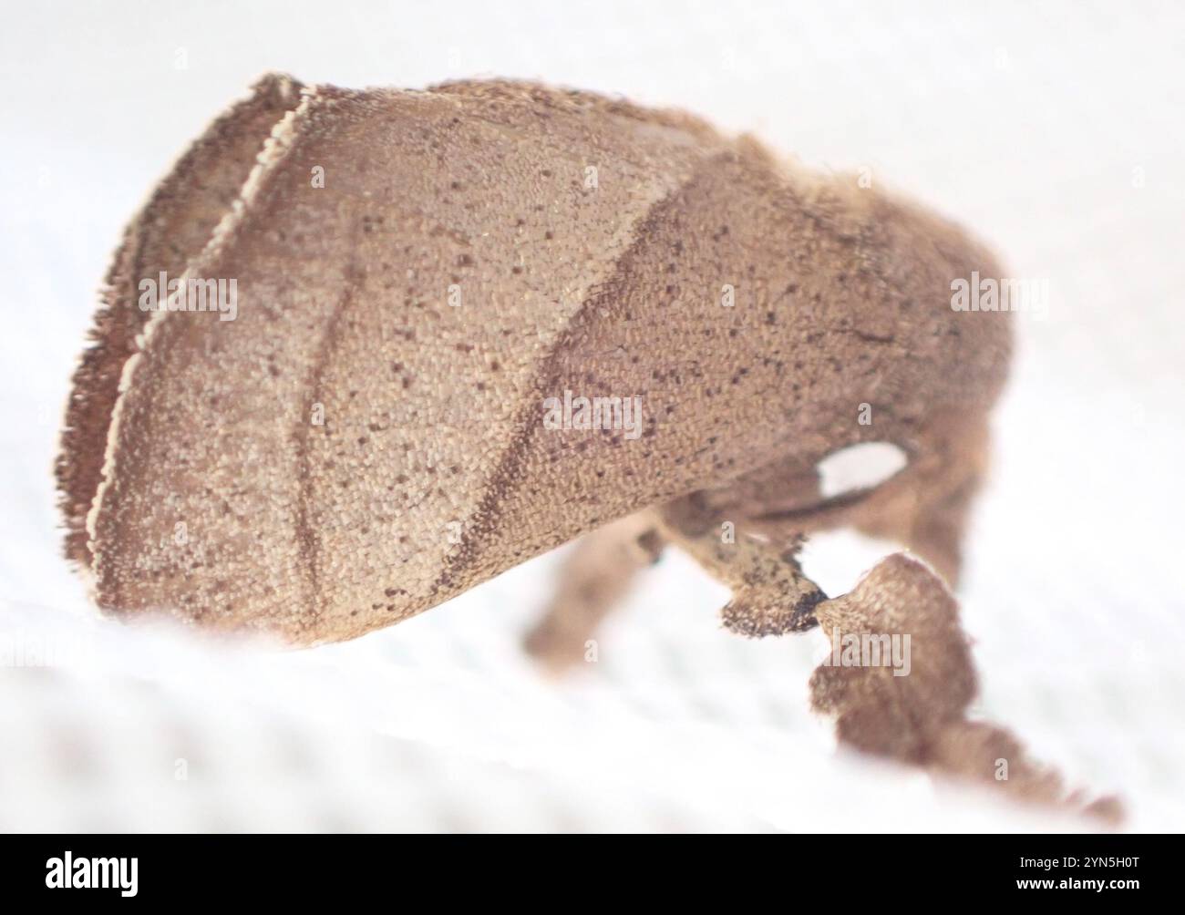 Slug Caterpillar Moths (Limacodidae Stock Photo - Alamy