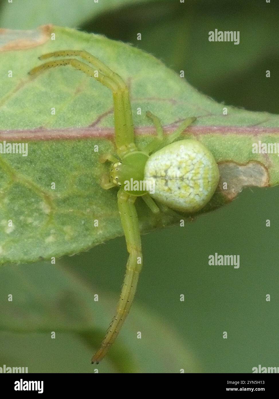 Triangle Crab Spider (Ebrechtella tricuspidata Stock Photo - Alamy
