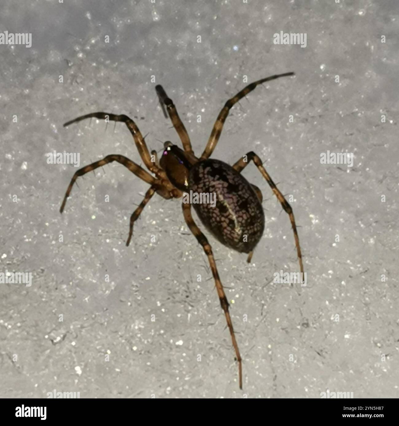 Horse-Head Spider (Stemonyphantes lineatus Stock Photo - Alamy