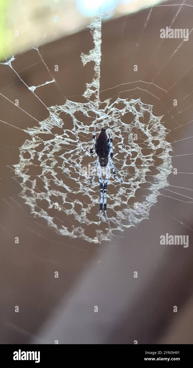 Ninja-star Ceiling Spider (Zosis geniculata Stock Photo - Alamy